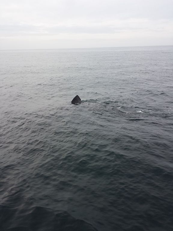 Basking Sharks are early and large | YBW Forum